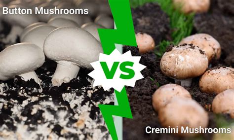 Button Mushrooms Vs Cremini Mushrooms A Z Animals