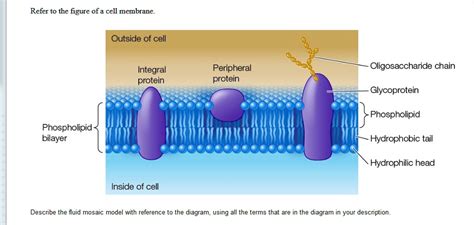 Refer To The Figure Of A Cell Membrane Outside Of Cell Integral Protein