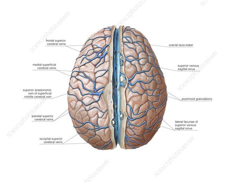Venous System Of The Brain Artwork Stock Image C0212139 Science