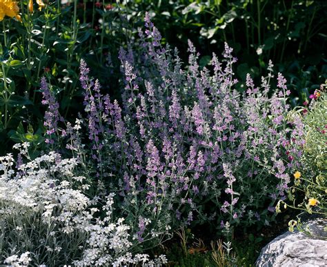Nepeta X Fassenii Bild Kaufen 12206517 Gartenbildagentur Friedrich