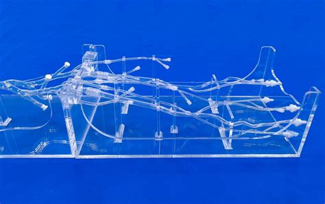 Venous Vascular System Model