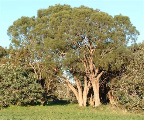 Common Sheoak Allocasuarina Fraseriana Robert Powell Tree Pictures