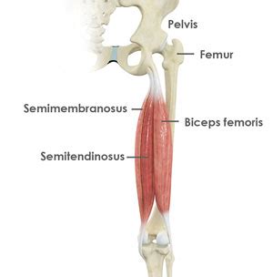 Semitendinosus And Semimembranosus Muscles