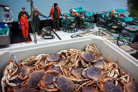 Getting To Know Dungeness Crabs This Is Whidbey