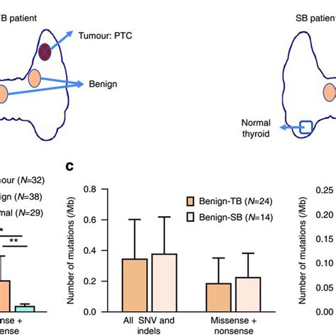 Putative Functional Somatic Mutations In Thyroid Tissues A Download Scientific Diagram
