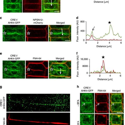 Cre1 Ahk4 Gfp Subcellular Localization In Cells Of Arabidopsis Root A E
