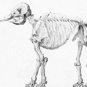 Grimaldi Skeletons Photograph By Science Source Fine Art America
