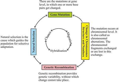 Synthetic Theory Of Evolution Post Darwinian Anthropology Optional
