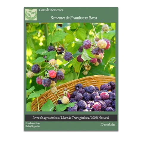 Kit Sementes De Framboesa Roxa Para Plantio De Mudas Da Fruta Shopee