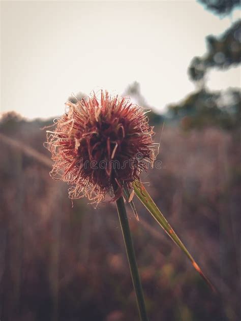 A Beautiful Flower Against A Dim Sky Background Stock Image Image Of