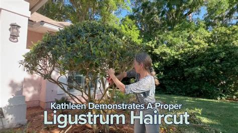 Ligustrum Pruning Like A Pro Youtube