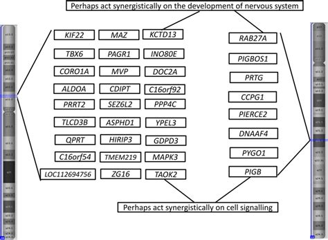 Prenatal Diagnosis And Molecular Cytogenetic Analyses Of A Rare 15q213