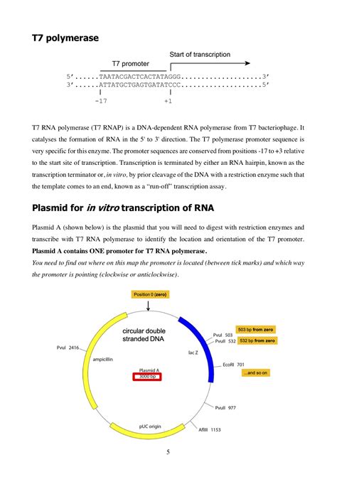 Include A Diagram Of The Undigested Plasmid Based On The Diagram Course Hero