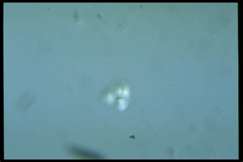 Protist Image Database