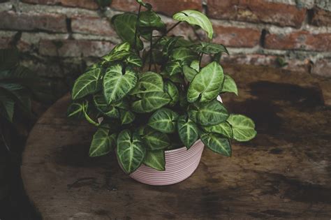 🎖 Blanca Padilla 5 Tips Para Lucir Siempre Espectacular