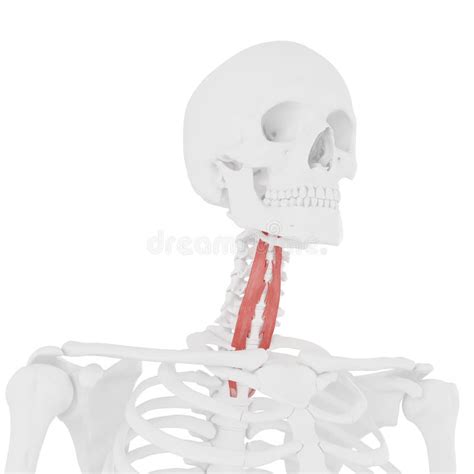 The Longus Colli Stock Illustration Illustration Of Origin 141757355