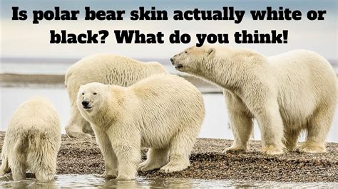 What Is Color Of Polar Bears Skin Youtube
