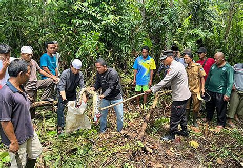Schrecklicher Fund Python Fraß Dschungel Besucherin Vollständig Auf