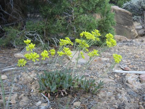 Native Plants Of The Great Basin And Nearby