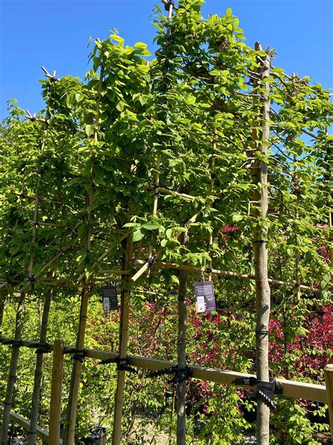 Pleached Trees For Sale In The Uk Pleached Trees For Sale In The Uk