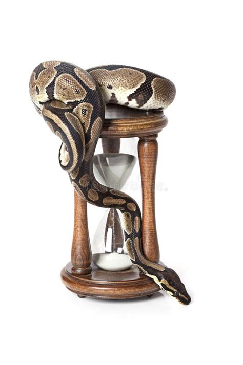 Snake With Hourglass Stock Image Image Of Serpent Snake