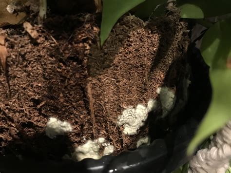 Plant Mold 🤮 R Houseplants