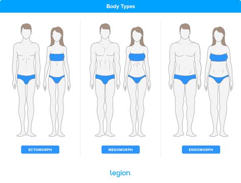 Body Types Ectomorph Mesomorph Endomorph
