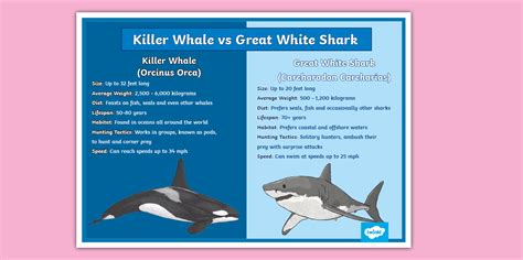 Killer Whale Versus Shark Display Poster Teacher Made