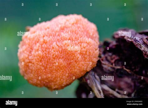 Red Raspberry Slime Mold Tubifera Ferruginosa Or Tubulifera Arachnoidea