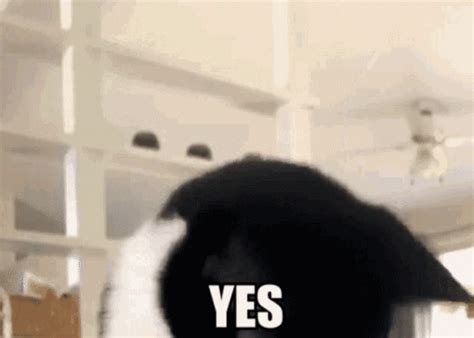 Yasss  Cat