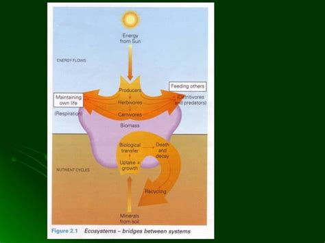 Productivity In Ecosystem Pdf