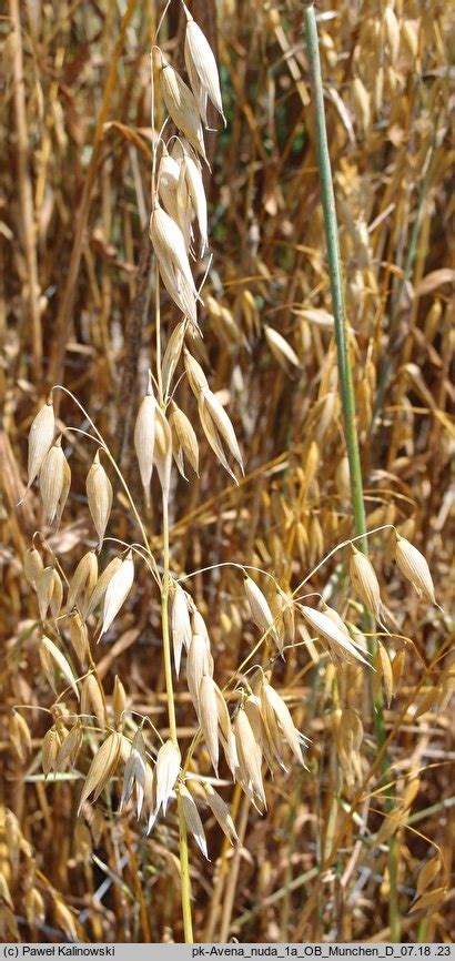 Avena Nuda Owies Nagi