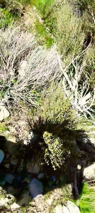 گیاه افدرا به فراوانی در دل کوه که ازش افدرین به دست میاد Youtube