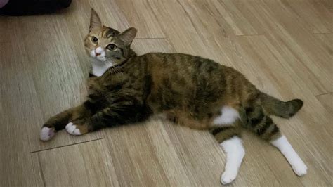 내 직업은 홈 프로텍터다요 Youtube