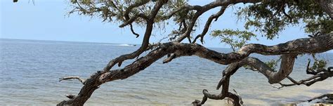 Form Center • Levy County Fl • Civicengage