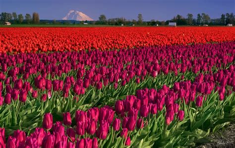 Tulip Fields Roozengaarde Spring Skagit Valley Dafoldils