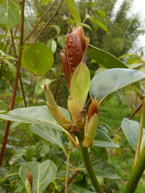 Nothaphoebe Trees And Shrubs Online