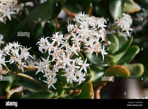 Money Tree Or Penny Tree Crassula Ovata Flowering South Africa