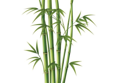 Premium Vector Bamboo Vector