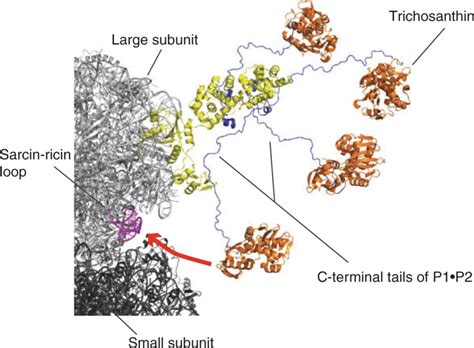 Structural Model Of P Complex Recruiting Tcs To The Sarcin Ricin Loop