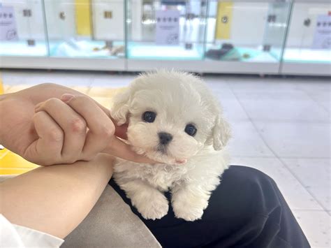 인천강아지분양 강아지분양 테디럽 인천점 토이푸들 말티즈 치와와 포메라니안 미니비숑 프렌치불독