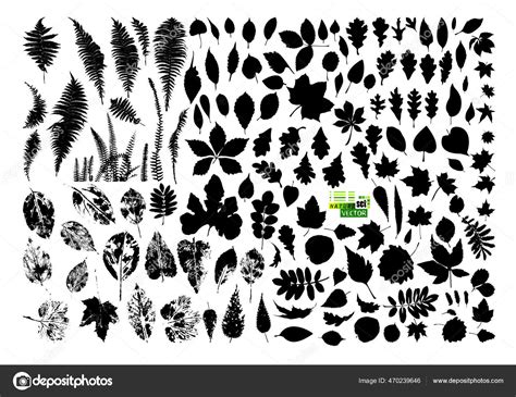 Set Of Tree Leaves Vector Illustration Stock Vector By ©maryia777 470239646 Set Of Tree Leaves Vector Illustration Stock Vector By ©maryia777 470239646