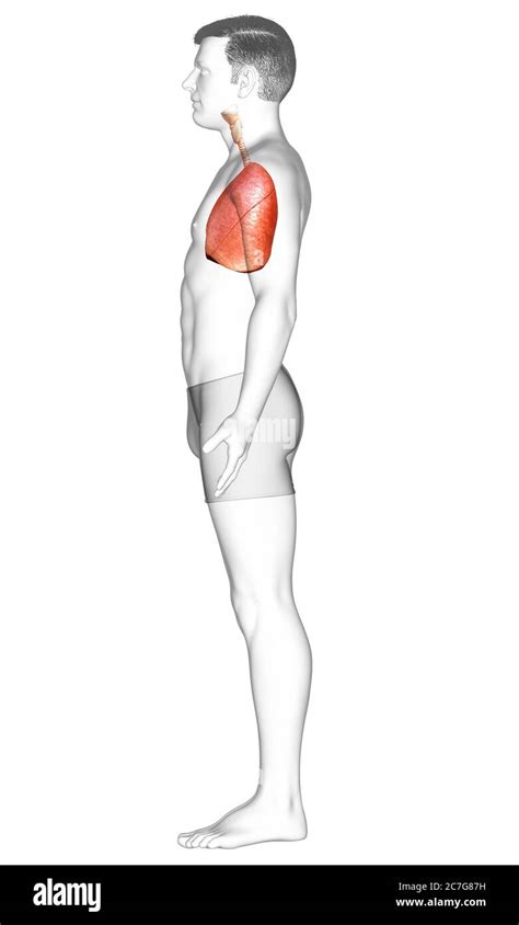 3d Rendered Medically Accurate Illustration Of A Male Lung Anatomy