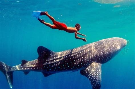 Private Tour Oslob Cebu Whale Shark Experience