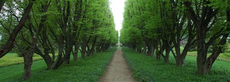 Tpo Help And Advice Tree Preservation Order Guidance Jg Tree Services