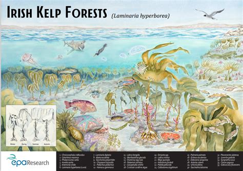 Kelp Forest Ecosystem Services