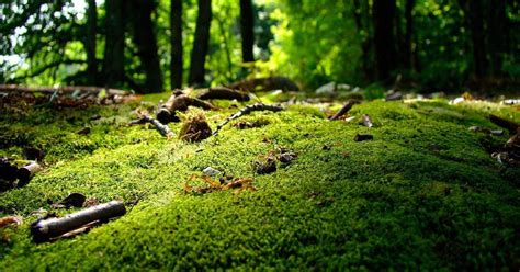 Moss Green Wallpapers 19 Free Background Images Wallpapergap