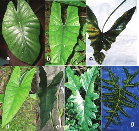 Seven Types Of Leaf Margins Found In Philippine Alocasia A A Sp Download Scientific
