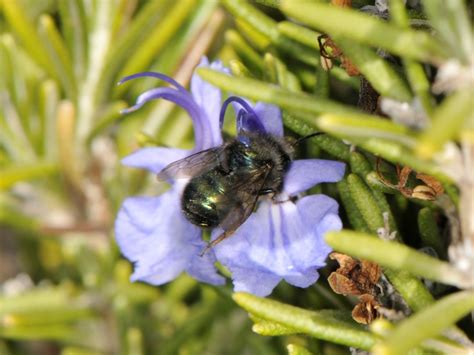 Mason Bee Osmia Ribifloris Rbees