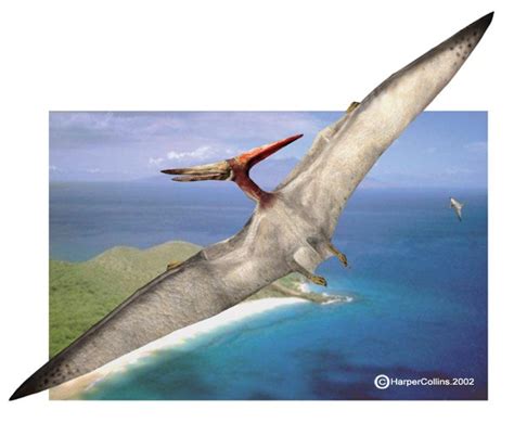 Pteranodon Pictures And Facts The Dinosaur Database